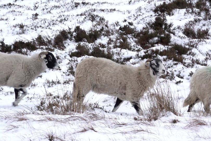All the UK weather warnings in place with more snow on the way