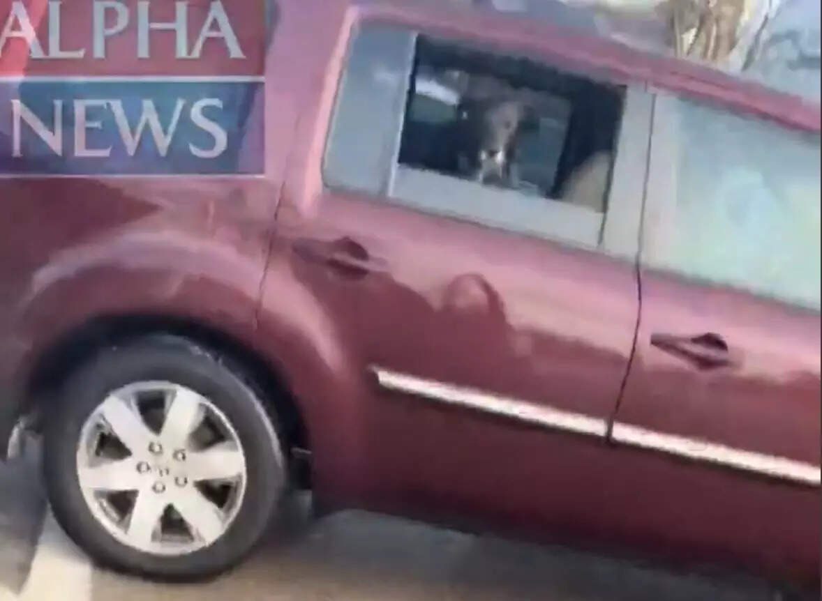 Renee Nicole Good dog was safe or got hurt in Minneapolis ICE shooting ...