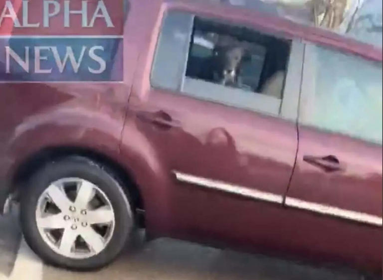 Renee Nicole Good dog was safe or got hurt in Minneapolis ICE shooting ...