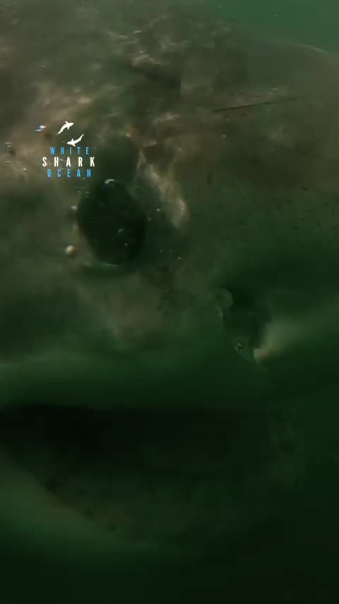 Great white shark carving above the surface