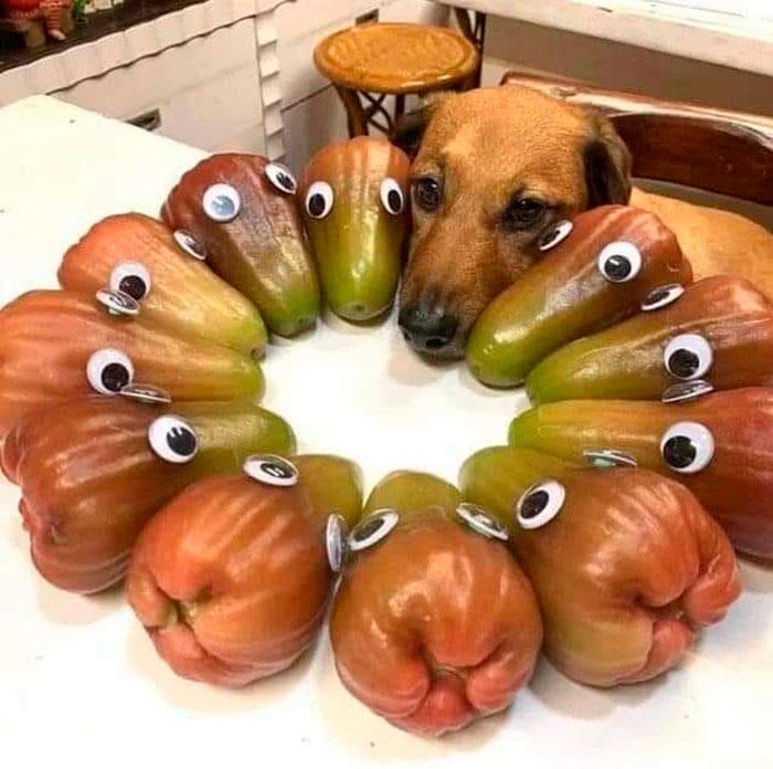 No context required: 45 funny images that defy explanation
