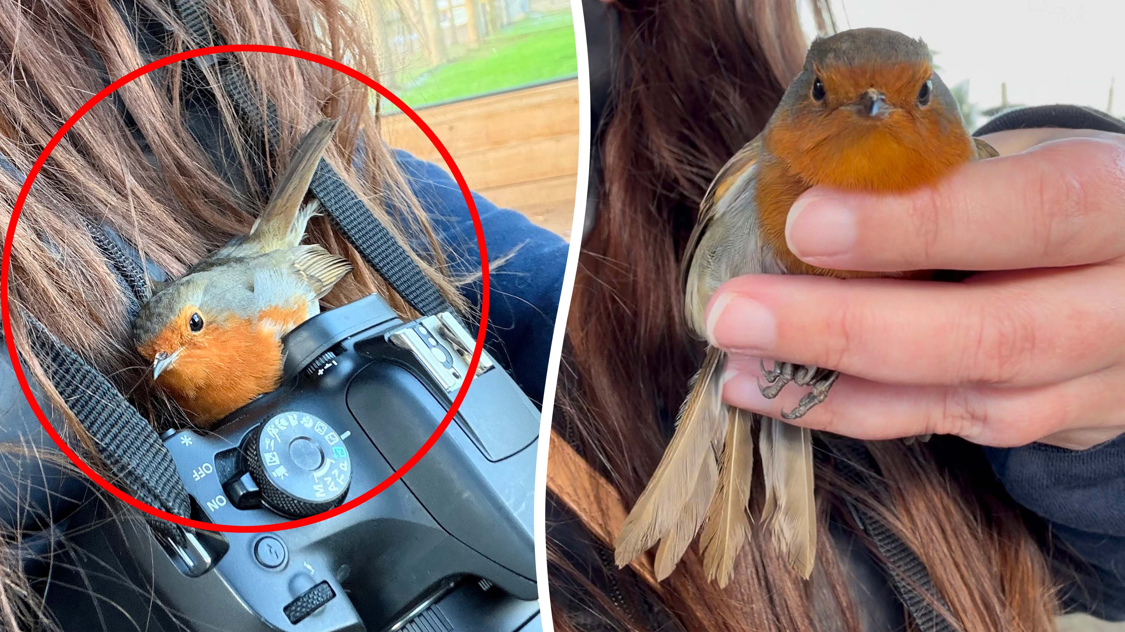 Robin snuggles into photographer for warmth on snowy day