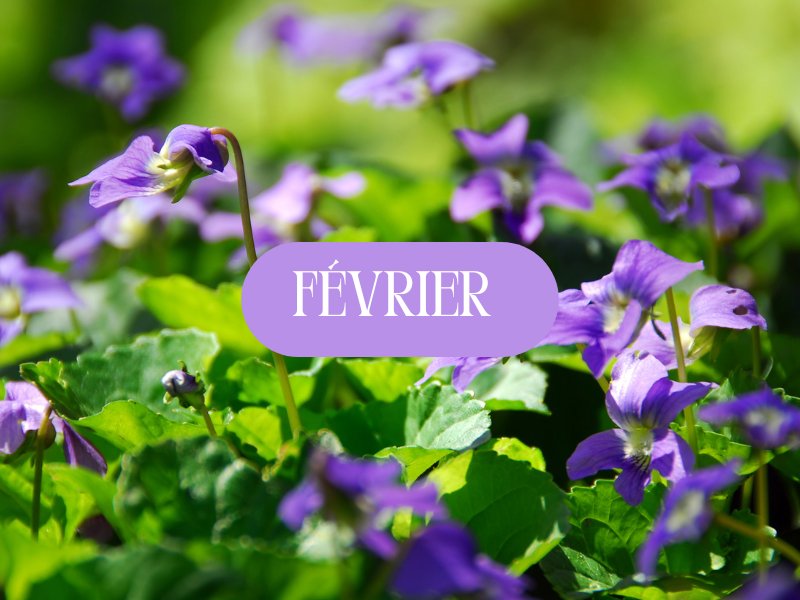 Février : la fleur de naissance violette, caractéristique et signification