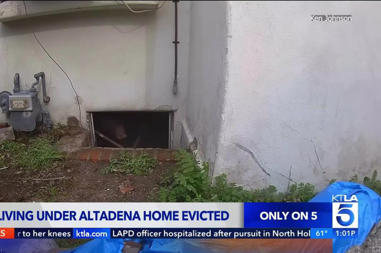 Giant 550lb black bear that lived under home for month chased out by ...