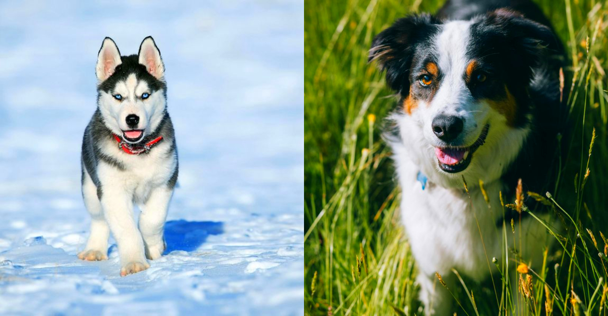Which dogs are too hyperactive for small homes? 13 breeds vets often ...