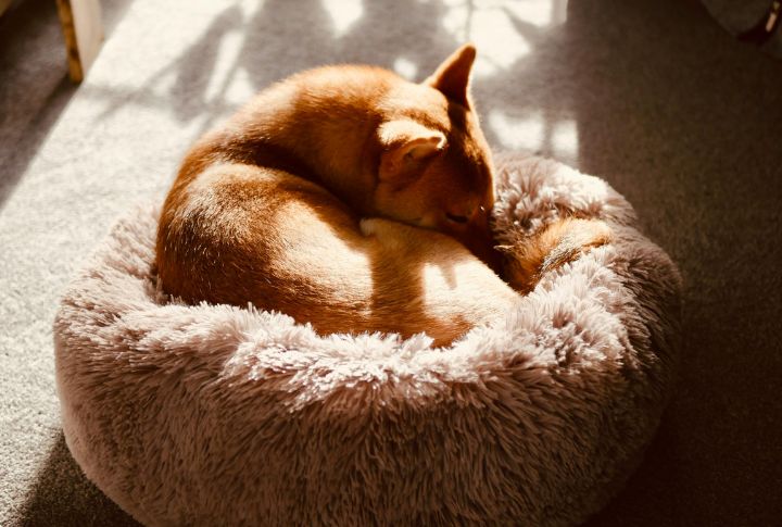 What your dog's sleeping position means