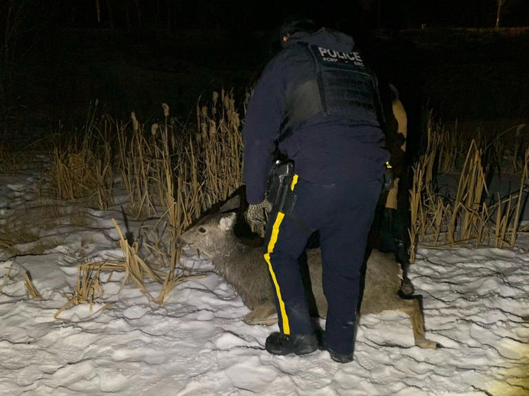 Off-duty firefighter helps rescue deer trapped on icy Cochrane pond