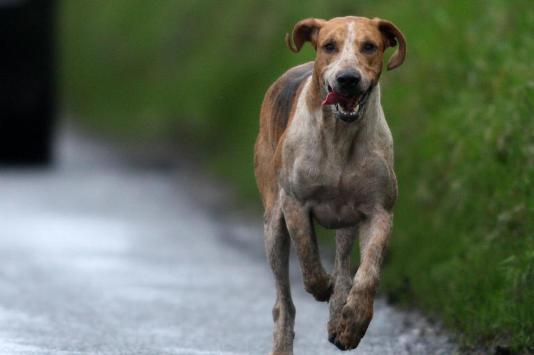 Newry Hunt 'deeply regrets' pet cat set upon