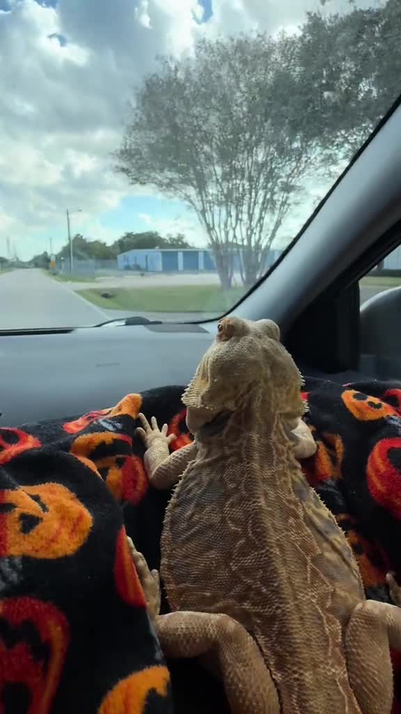 Bearded dragon Chuck enjoys a chill car ride