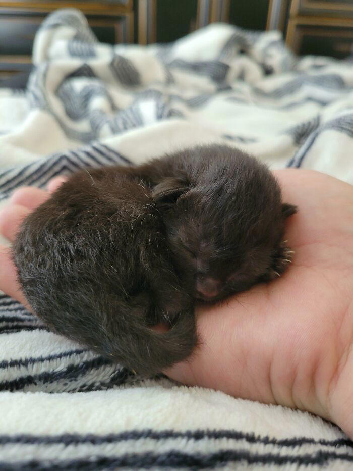 New beginnings: 49 heartwarming rescue pet photos