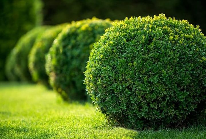 Top 15 shrubs to enhance your home's curb appeal