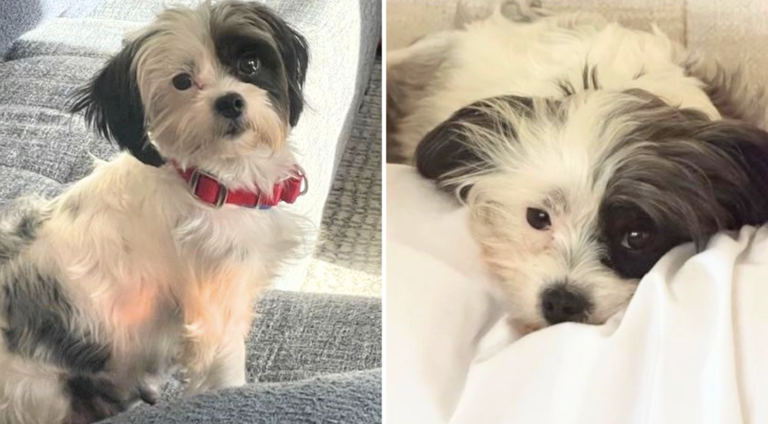 Sweet young pup who was kept in cage at breeder mill is now ready to ...