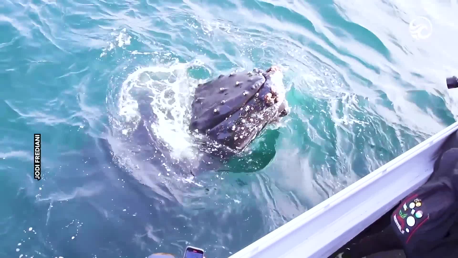 Curious humpback whales pop up to say hello to tourists