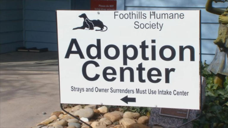 Animal shelter launches memorial project to honor 12-year-old volunteer ...