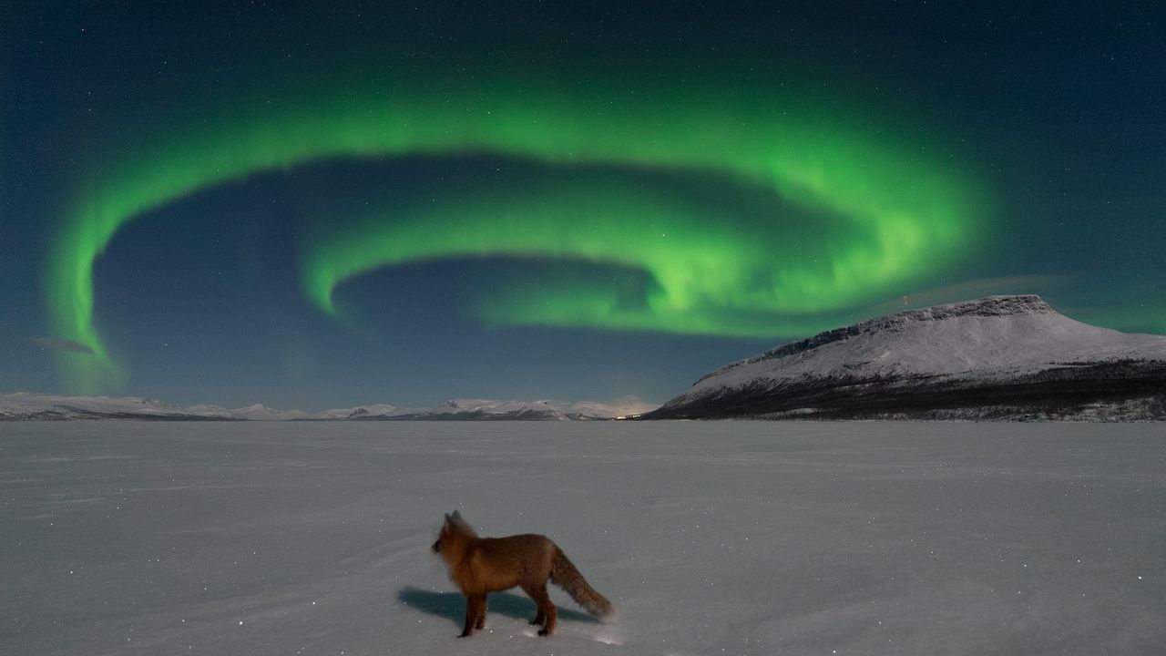 Aurora chaser catches a fox basking in the glow of Finland's legendary ...