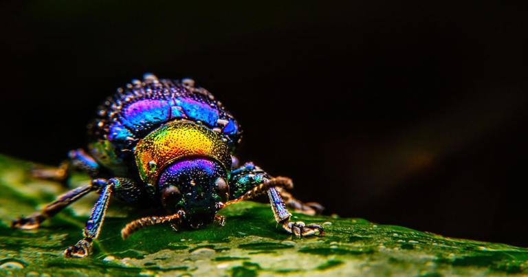 New study shows that iridescent fur is far more common in mammals than ...