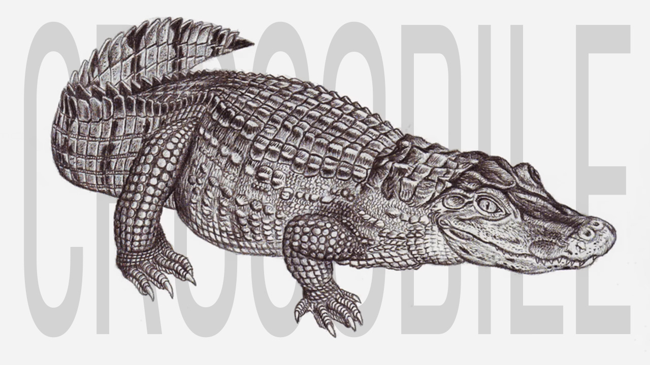 Draw a realistic crocodile with easy techniques and clean lines