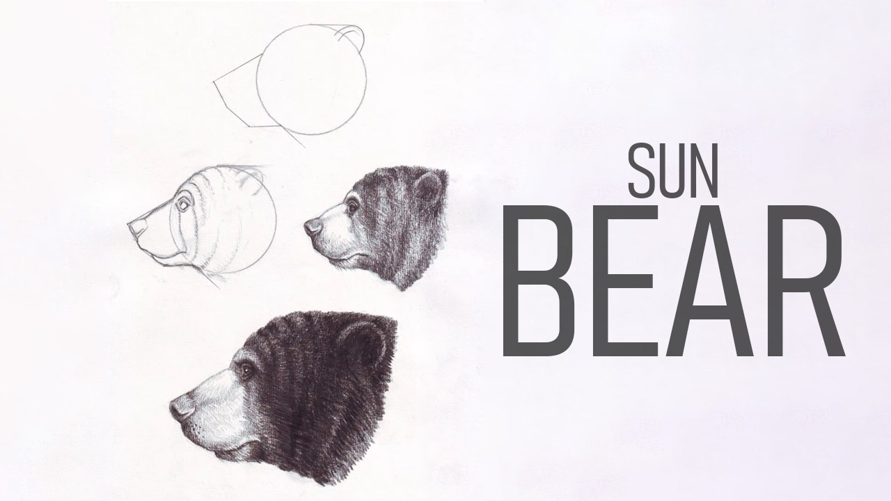 Master Sun Bear Head Drawing From Different Angles Easily