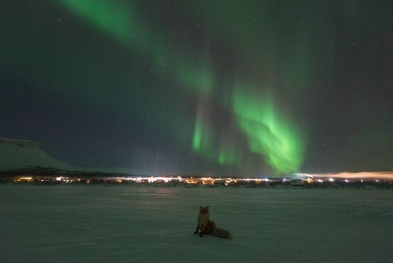 Aurora chaser catches a fox basking in the glow of Finland's legendary ...