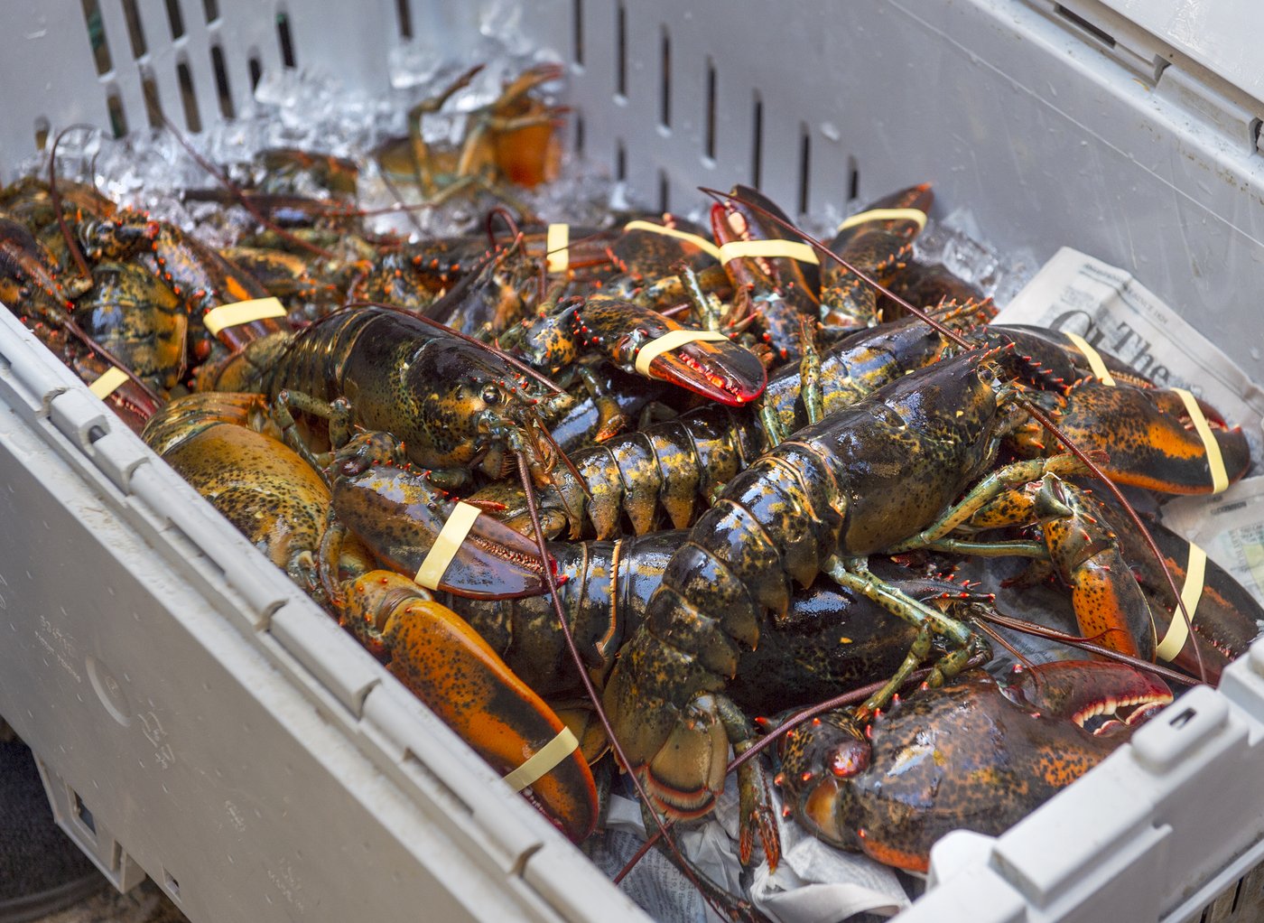 $365,750 fine, foreign worker ban overturned against NB lobster processor
