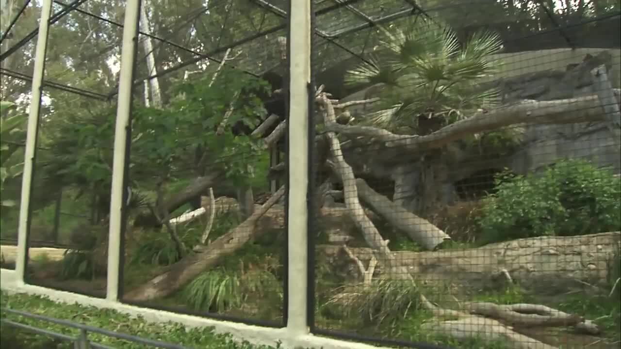 These rare leopards are getting a second chance at life