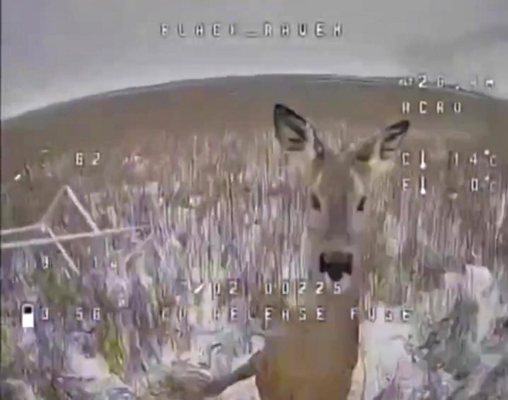 Deer has close call with Ukrainian drone