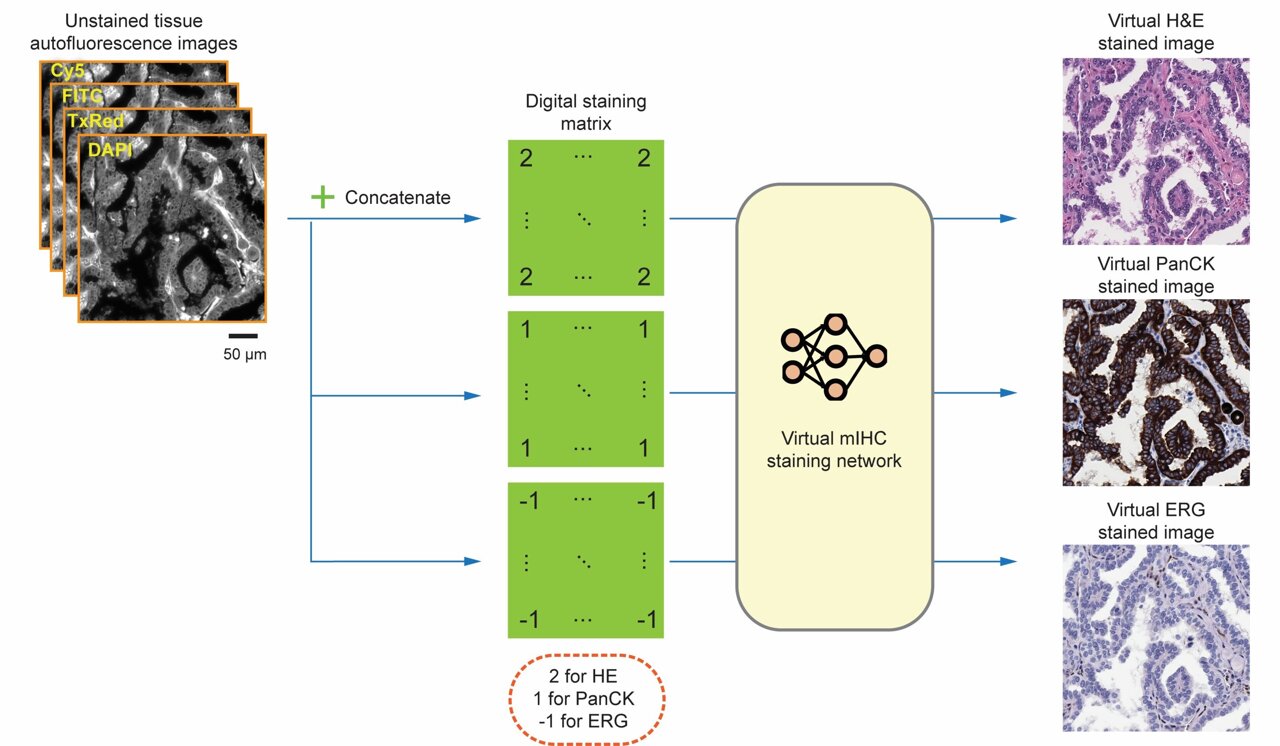 Deep learning creates virtual multiplexed immunostaining to improve ...