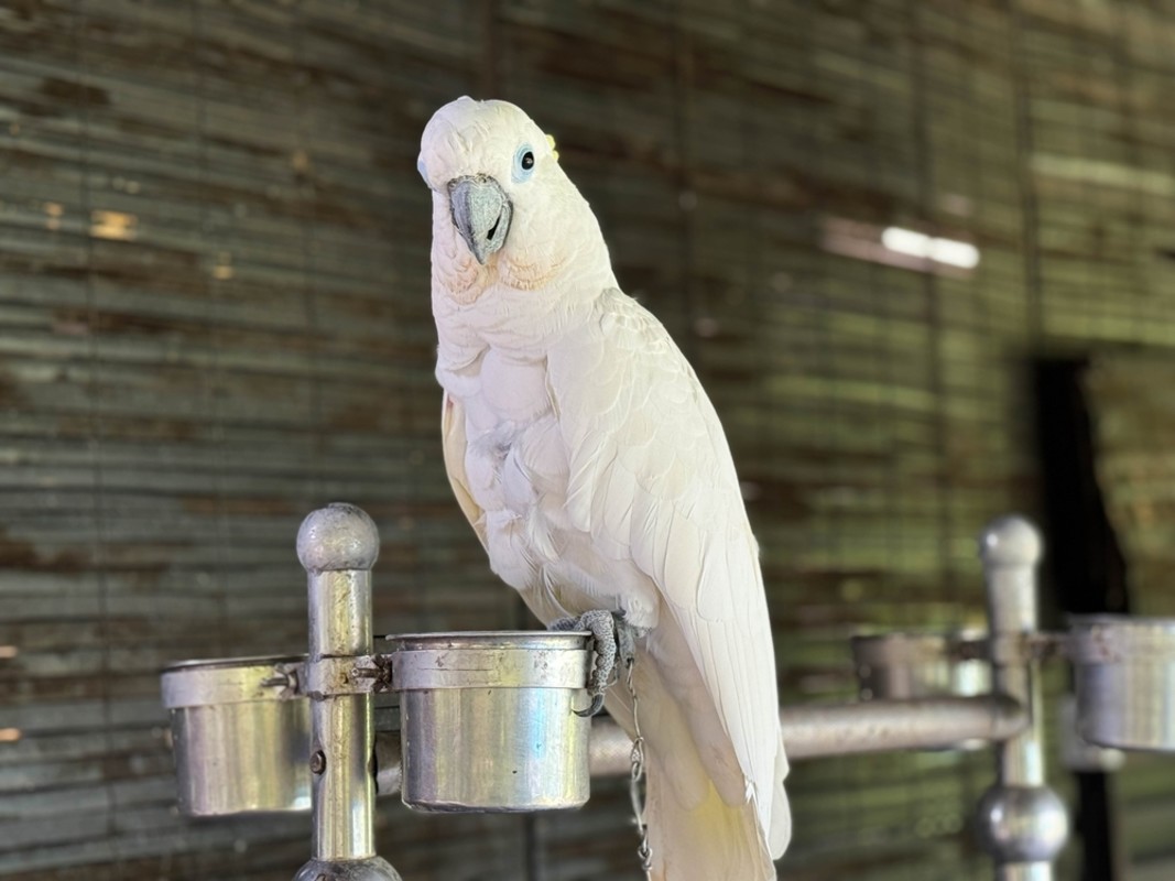 Cockatoo has most heartfelt response to hearing cat sibling crossed the ...