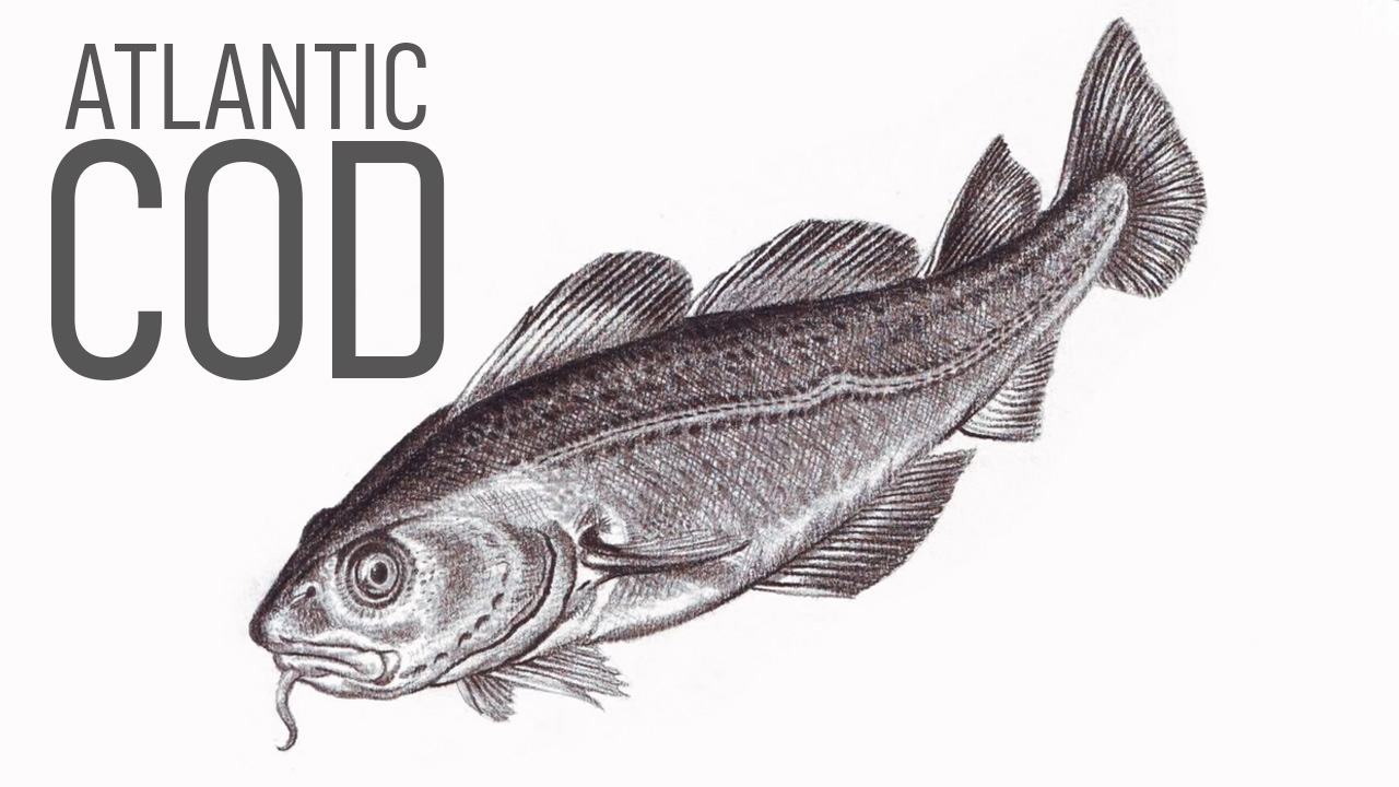Complete Atlantic cod fish drawing lesson with depth and texture