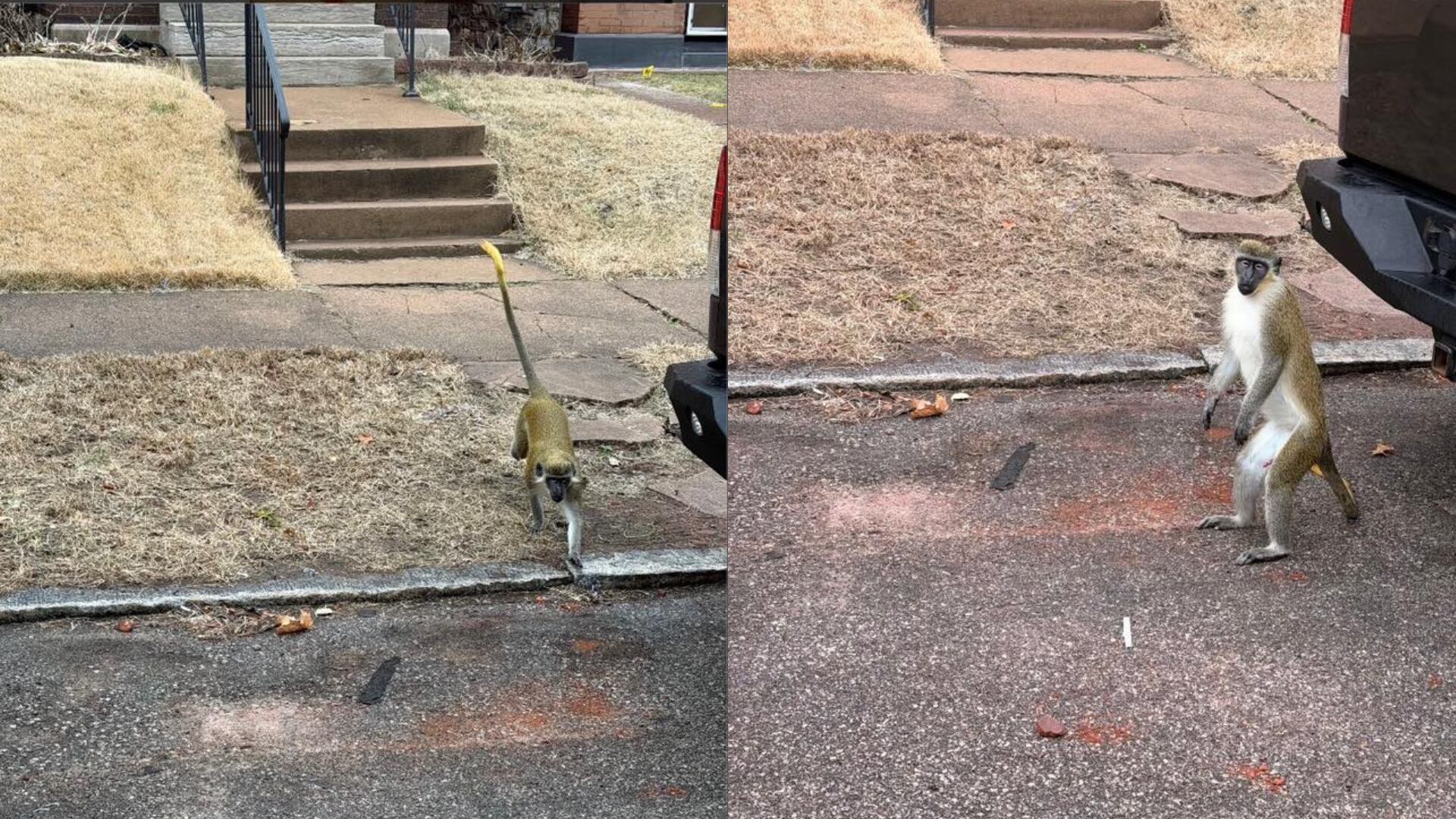 Vervet monkeys are loose in St. Louis - What do I do if I see one? How ...