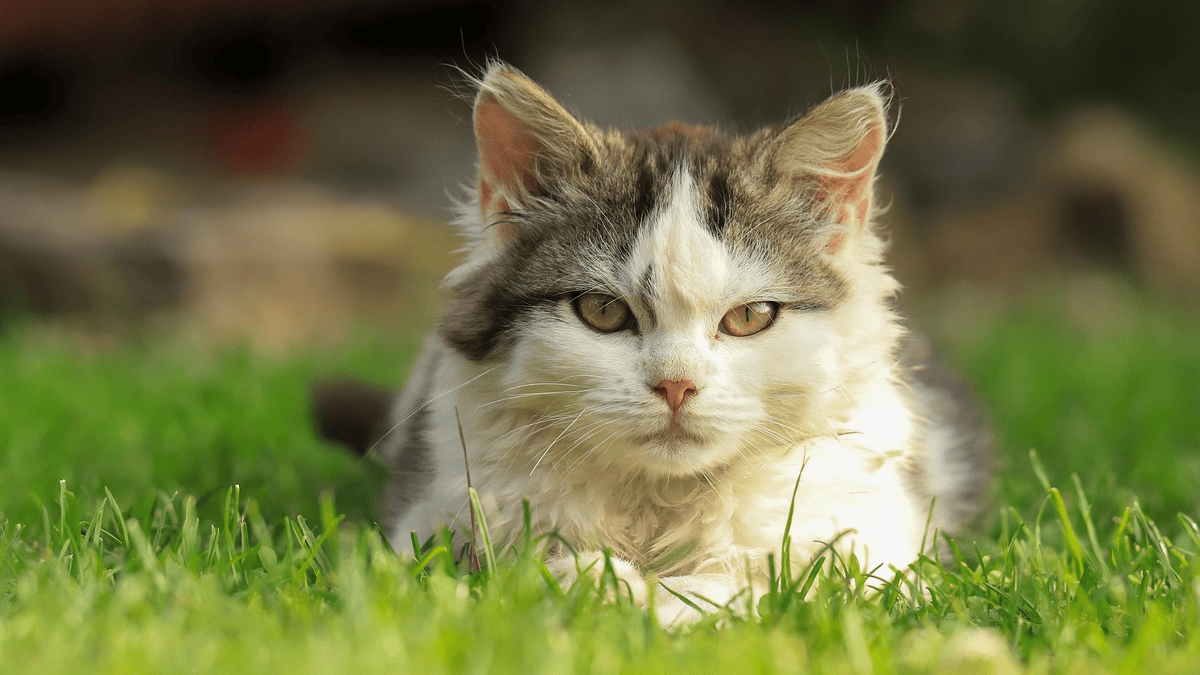 How to protect your cat if it spends time outdoors