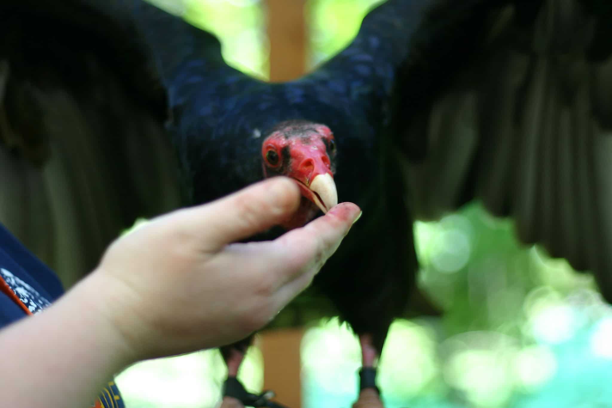 12 animals with the most bizarre defense mechanisms we’ve seen