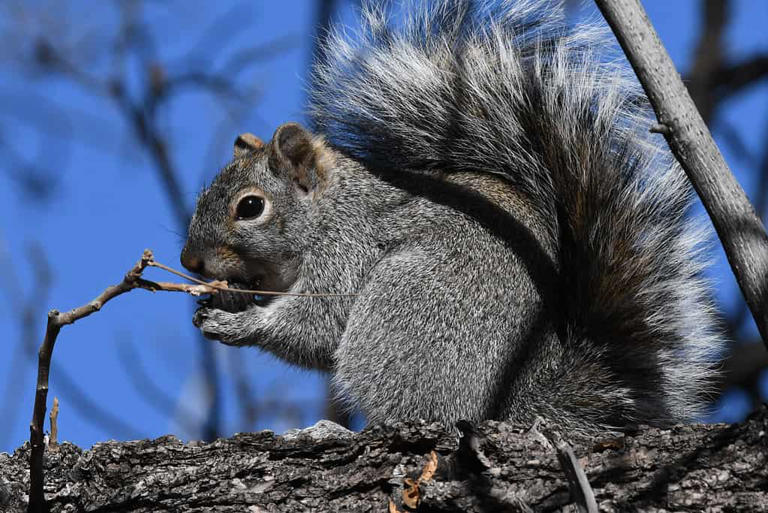 Acorns, attics, and identity: What the gray squirrel really means for ...