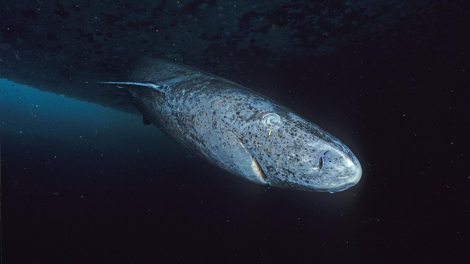 Eyes of the world's longest-living vertebrate, the Greenland shark ...