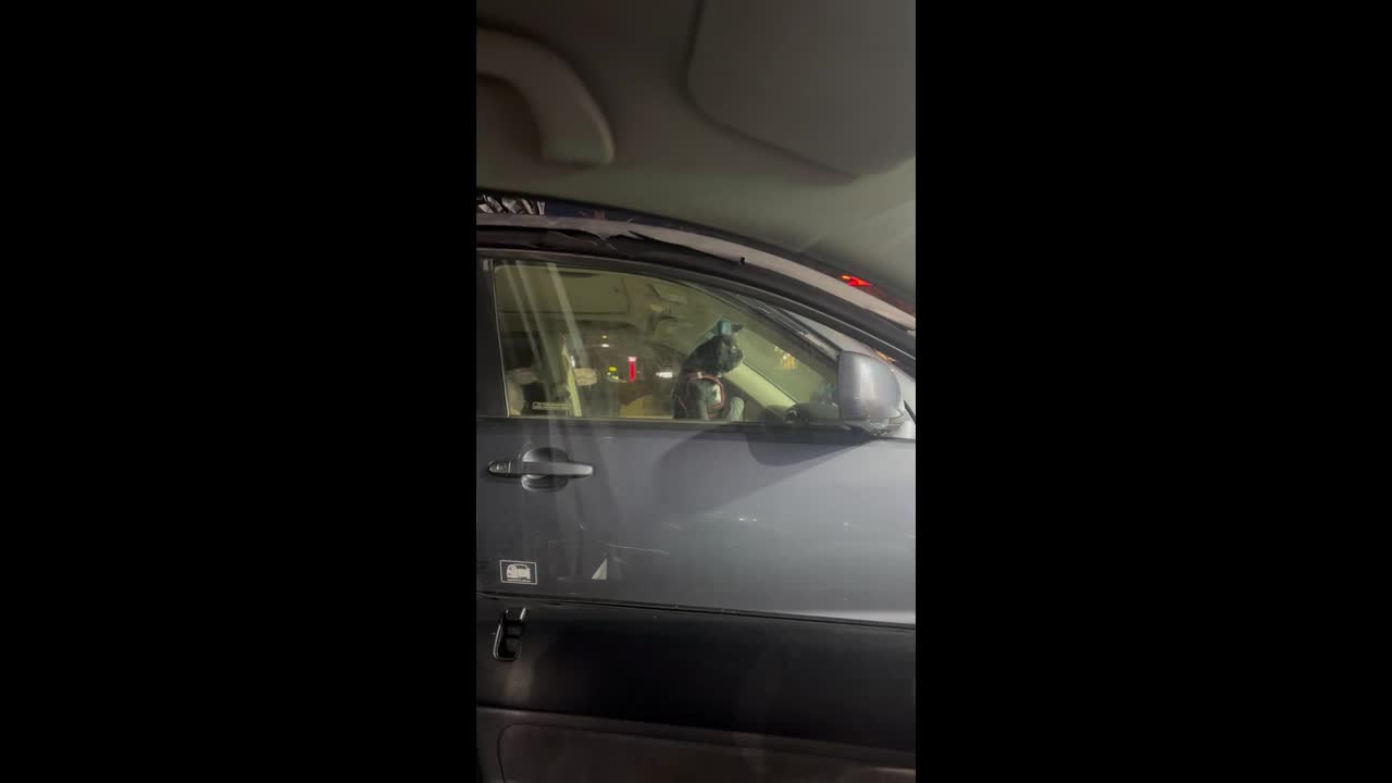 Impatient dog barks and beeps in car in Branford, Connecticut, USA