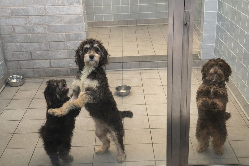 Eight dogs still waiting for their forever home after rescue in police ...