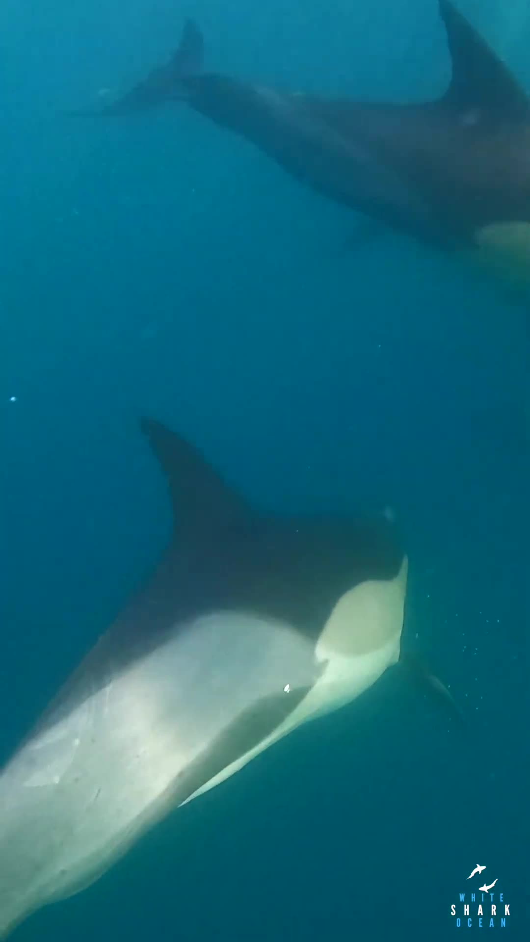 A pile of common dolphins