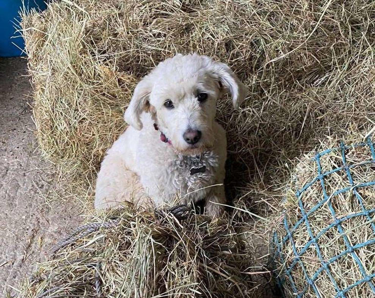 Therapy dog at Teynham Primary School 'stolen' from assistant head ...