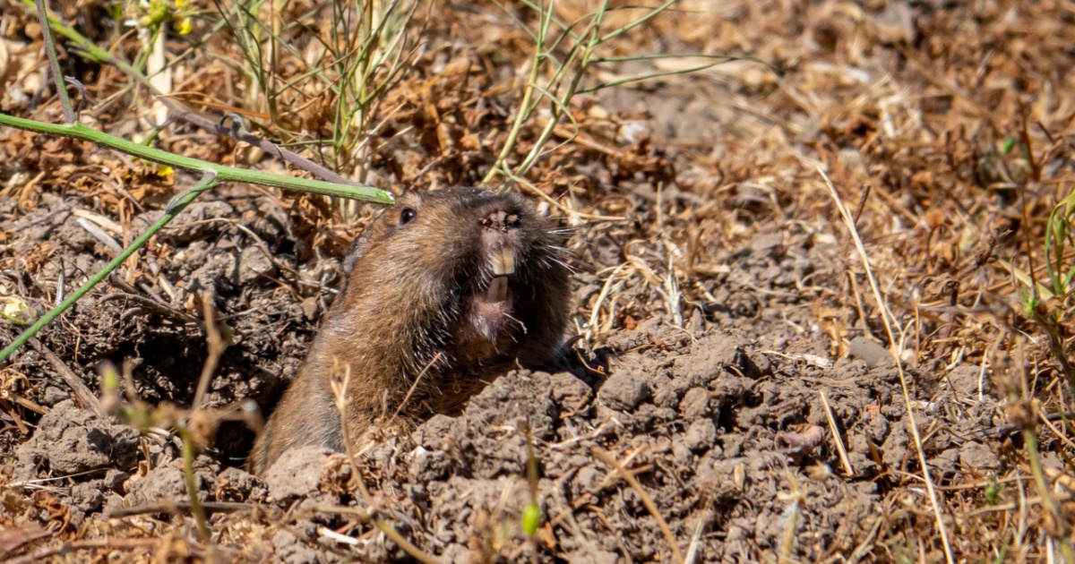 New study shows that iridescent fur is far more common in mammals than ...