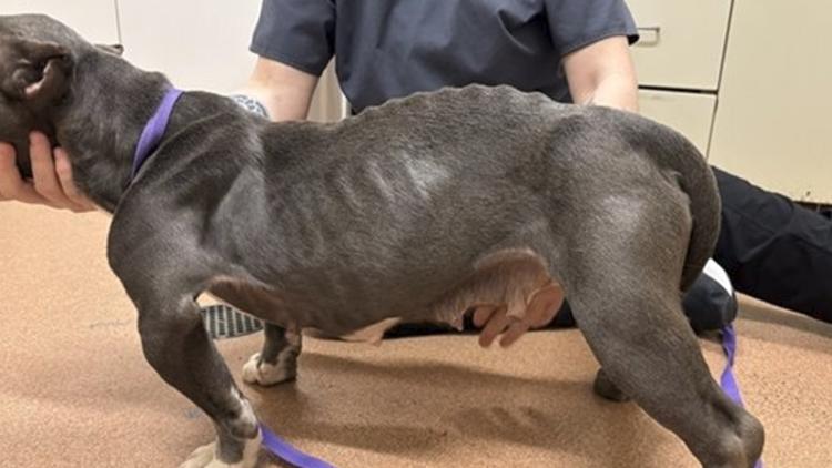 'Neglected and emaciated' | Erie residents face animal cruelty charges ...