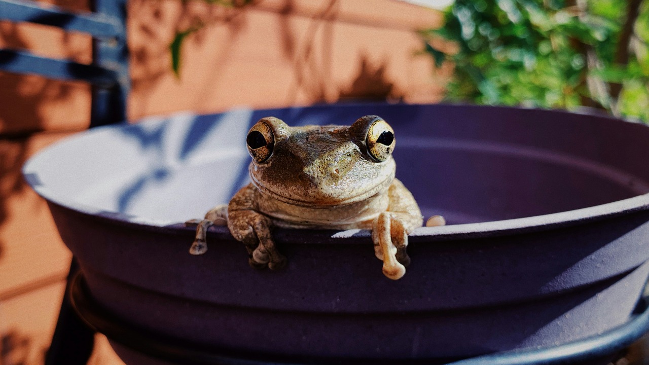 When should you jump? The “boiling frog” trap of AI in physics class