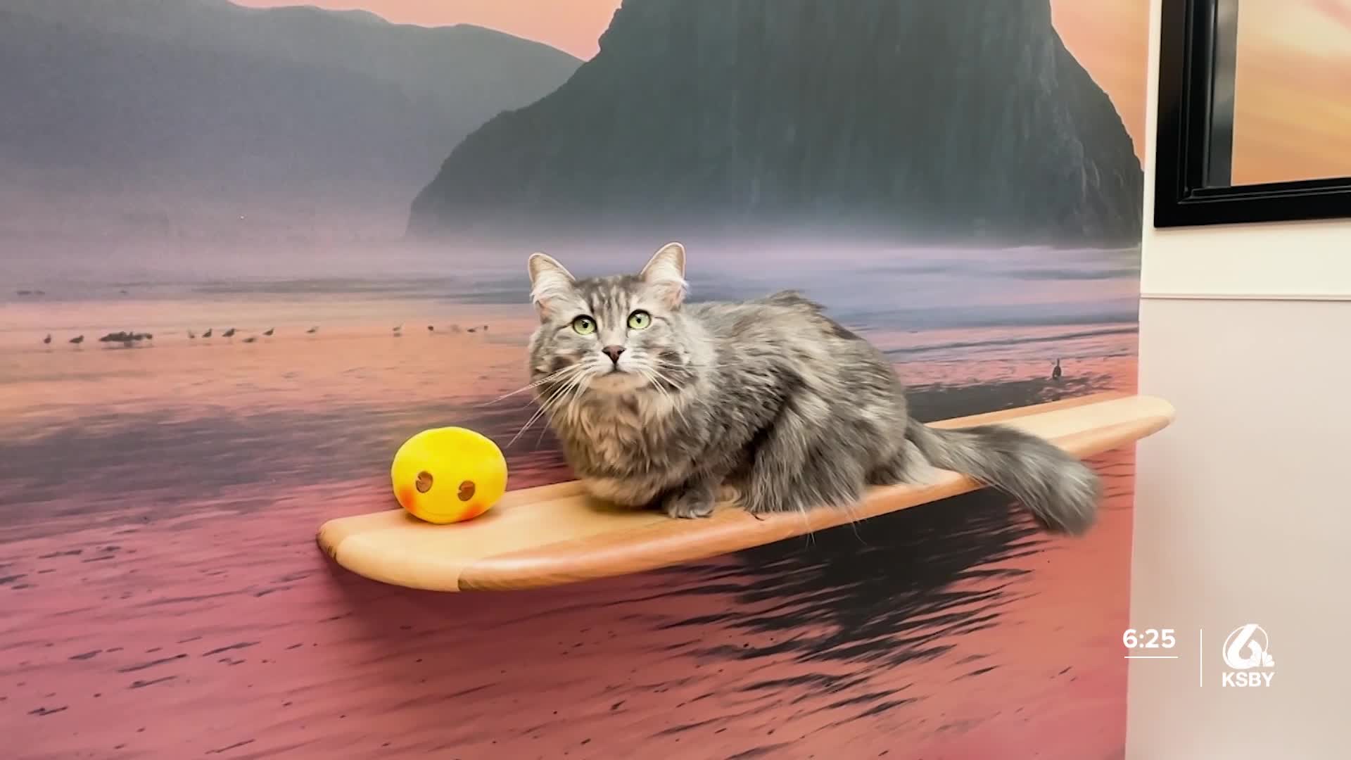 Pet of the week, Sugar Muffin is as sweet as her name suggests