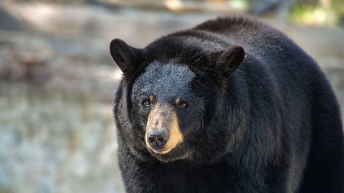 Unwelcome guest finally evicted as huge black bear living under home is ...