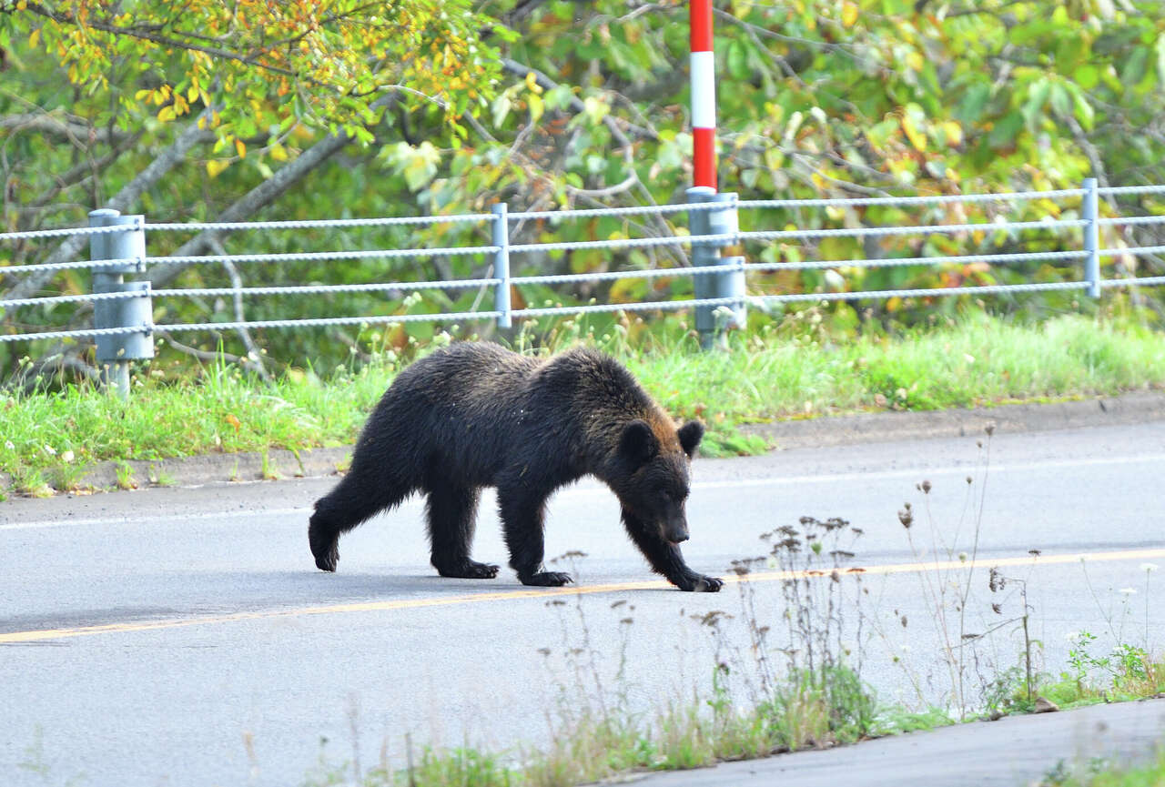 More than 12,000 bear sightings were reported in 2025, DEEP says. See ...