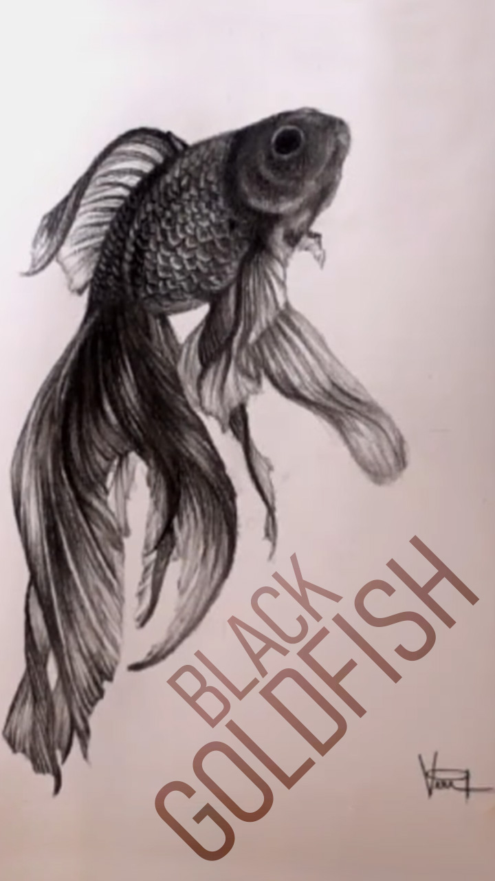 Realistic black goldfish drawing in charcoal with smooth shading