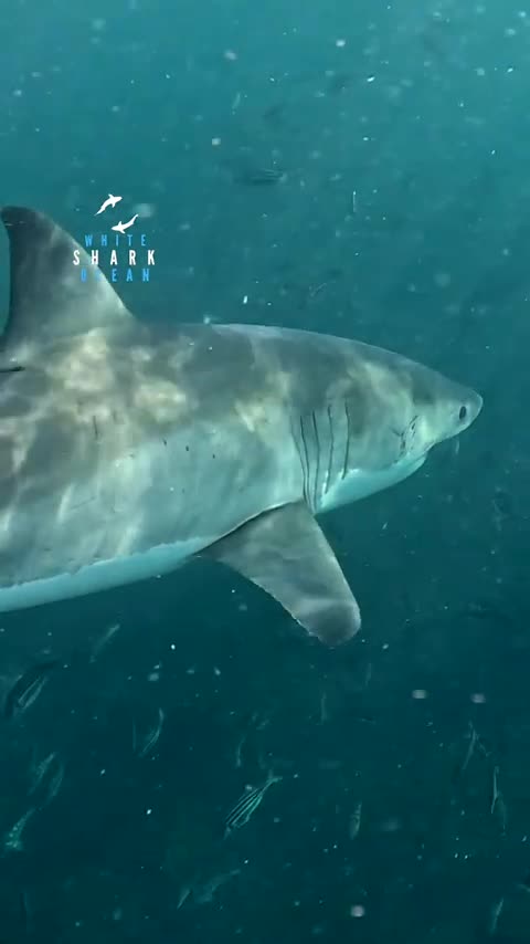 Great white shark checks out the cage
