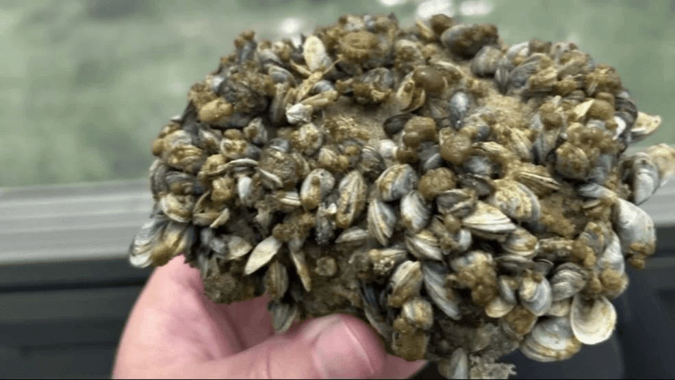 Native mussels in Michigan threatened by invasive species, experts seek ...