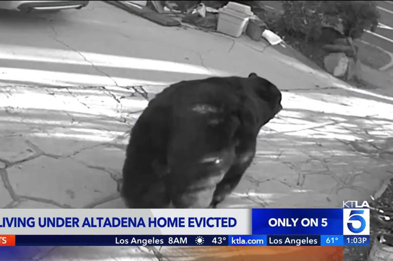 Giant 550lb black bear that lived under home for month chased out by ...