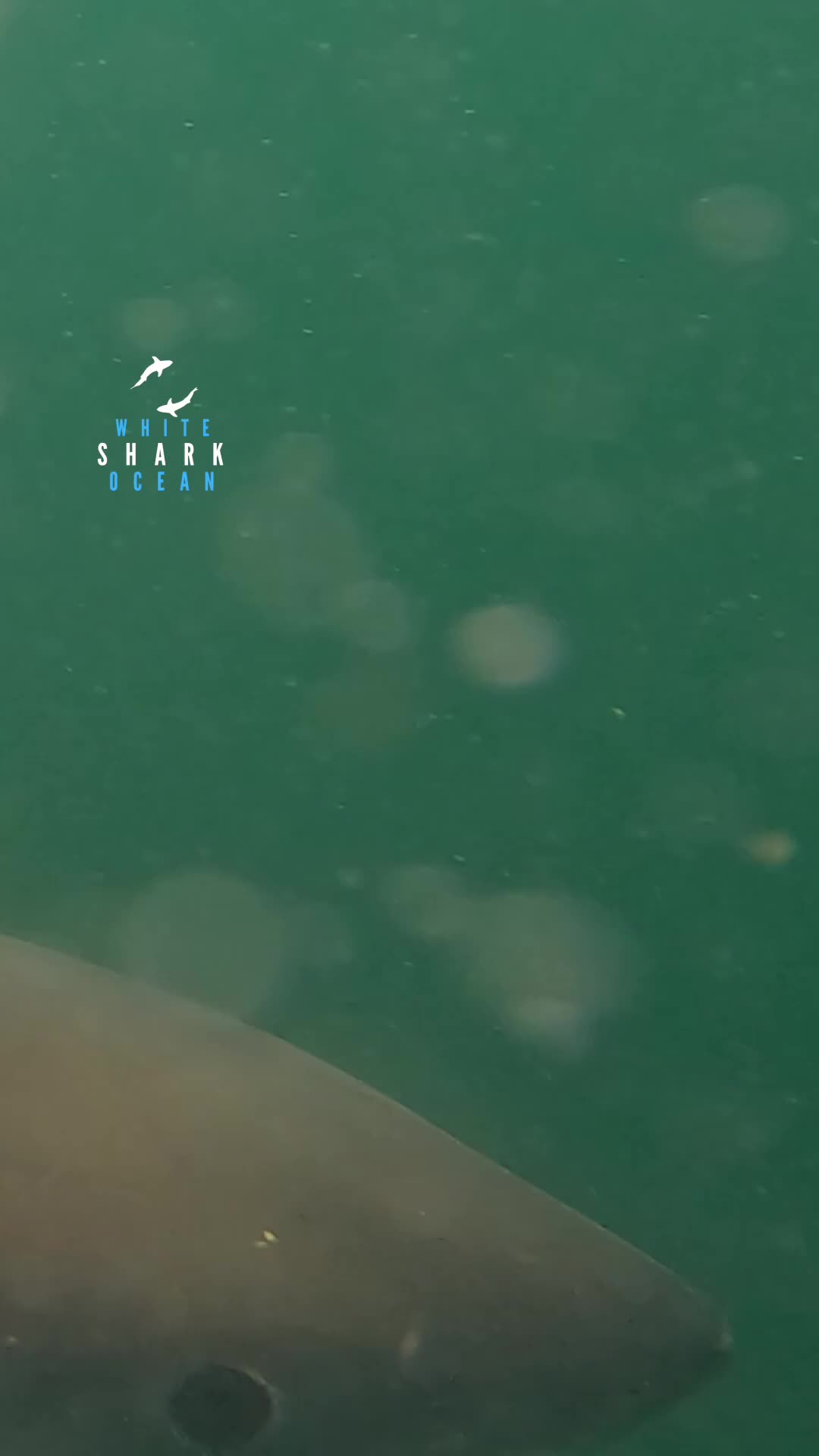 Great White Flys Over The Surface