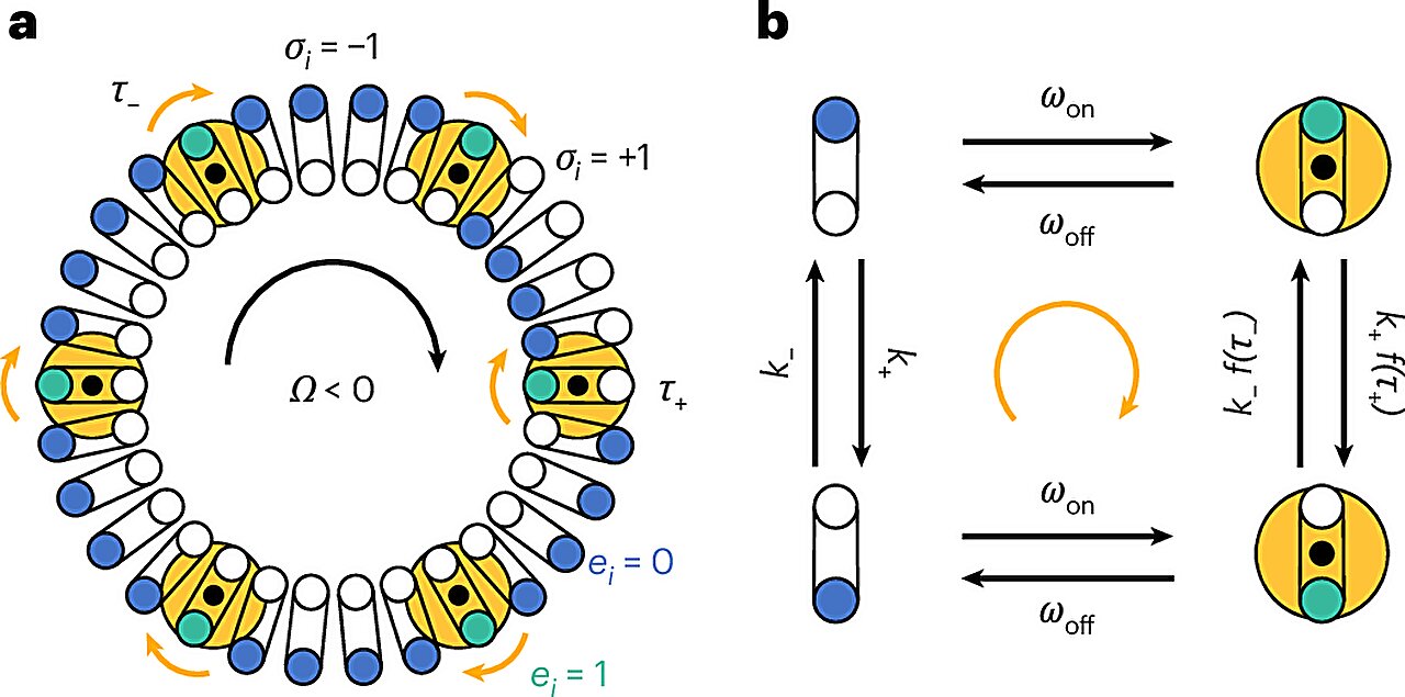 A tug-of-war explains a decades-old question about how bacteria swim